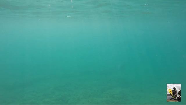 Дельфин сказал "Привет!"