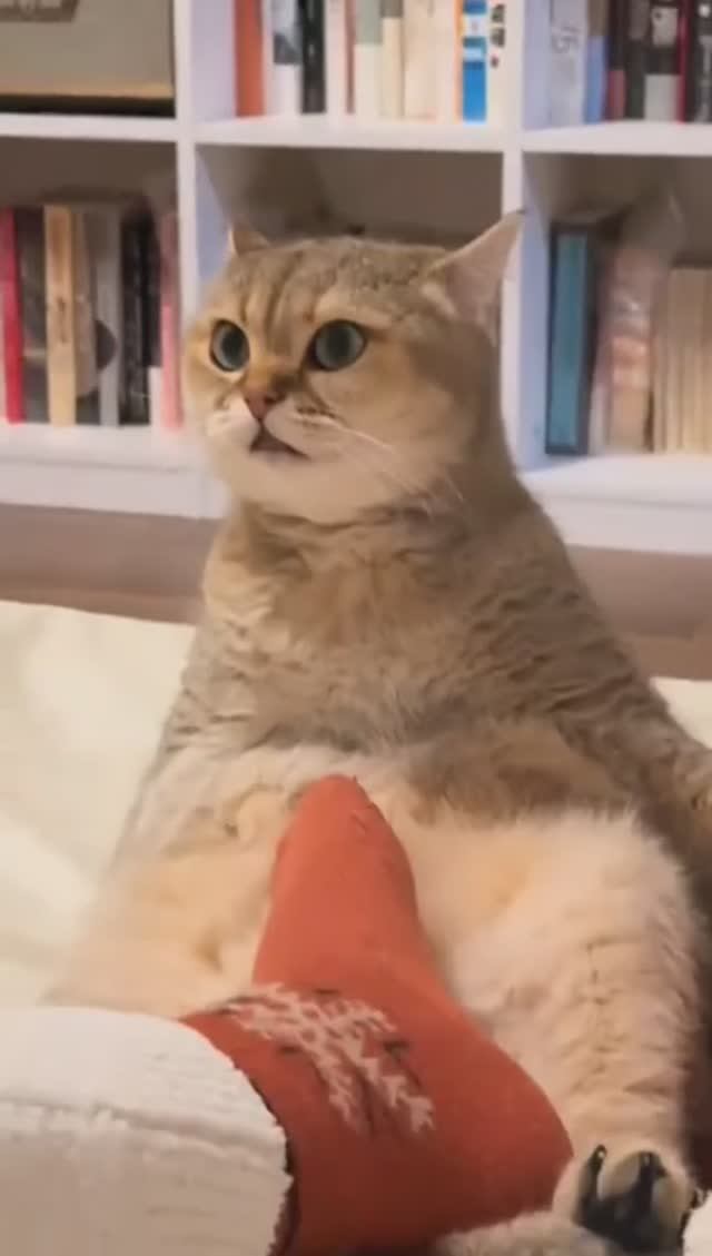 котикам не нравится