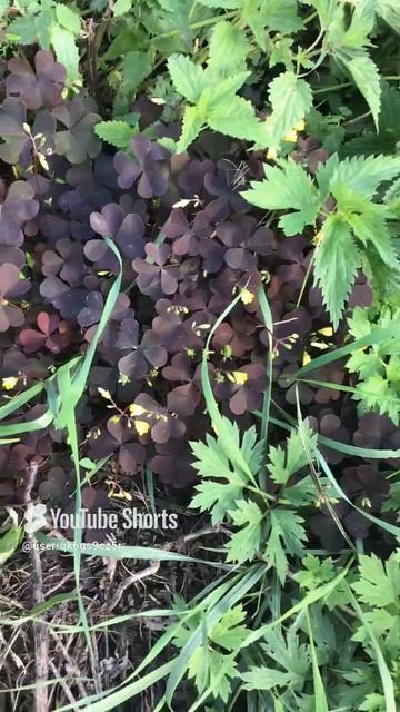 Ленобласть.Хвойное. 03.09.2024. Растение-Кислица, цветущий кустик,род однолетних трав