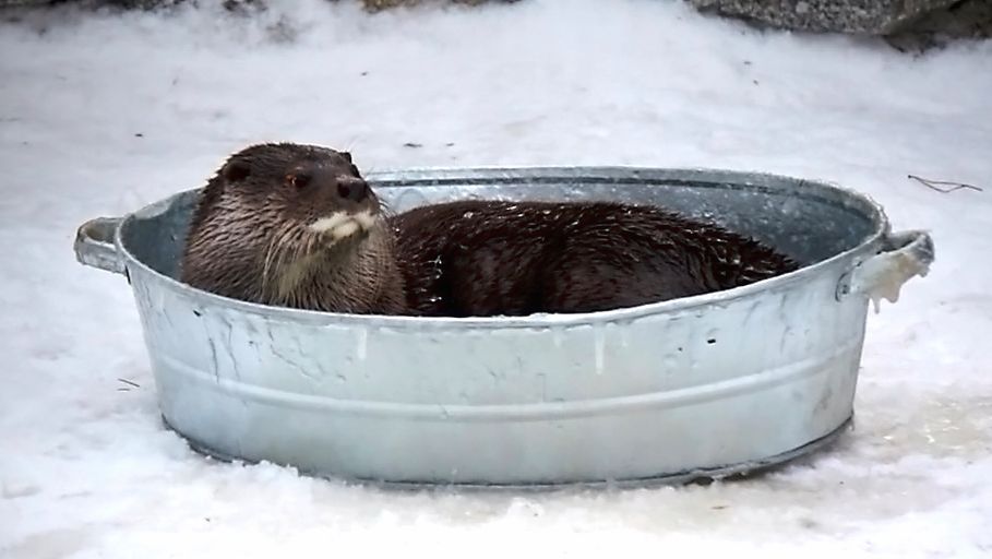Молоденький выдрик готовит побег, но сначала решил принять ванну.