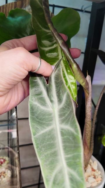 Новости от АЛОКАЗИЙ  #комнатныерастения  #plants #растения #алоказия