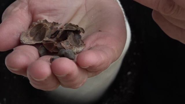 Живая природа 10,02,26  (Шишки)