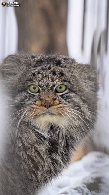 Манул Домовёнок прислушивается. Новосибирский зоопарк