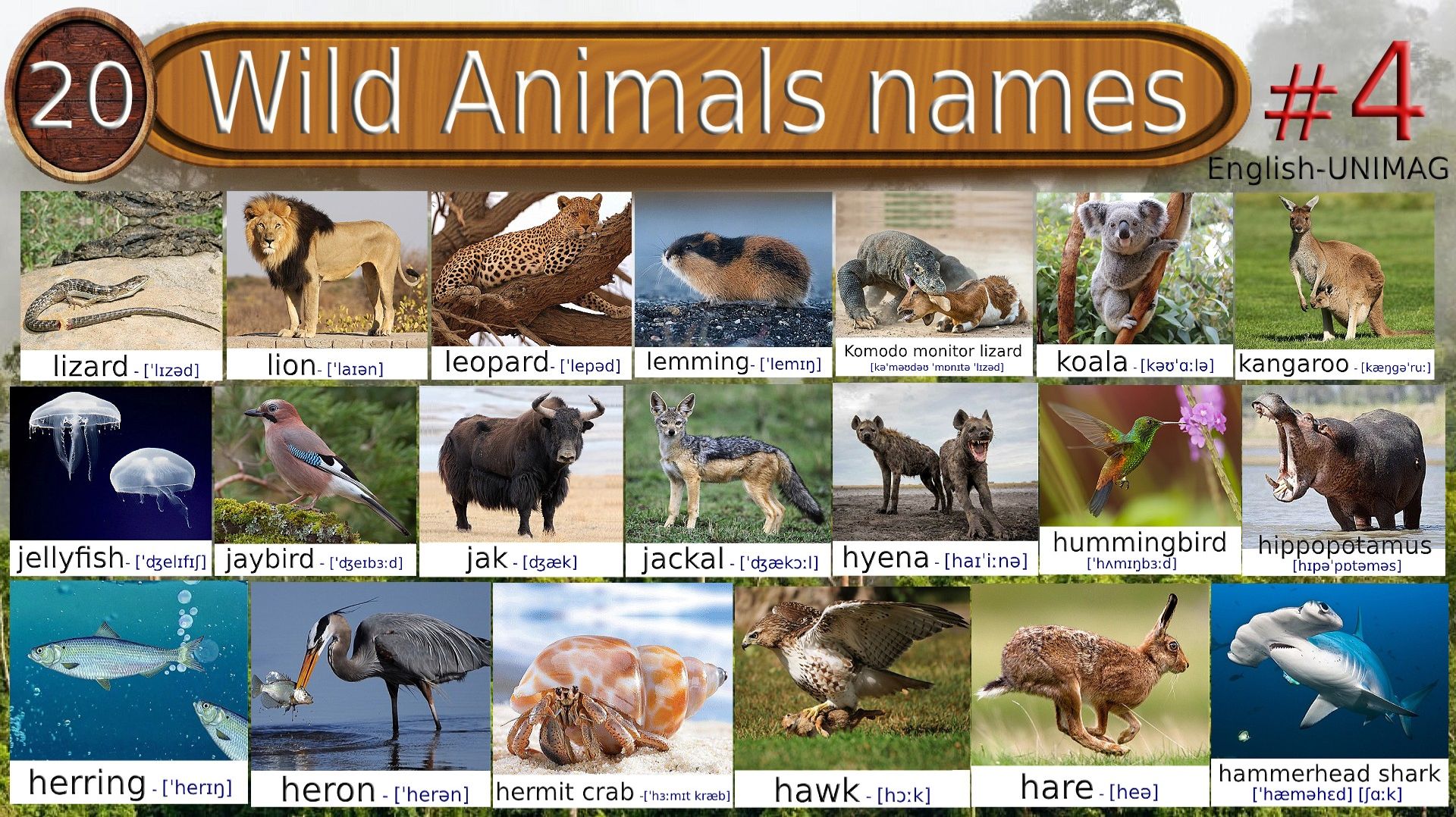 Комплект №4 аудио видео карточек "Wild Animals". Словарный запас, прокачка аудирования, говорения