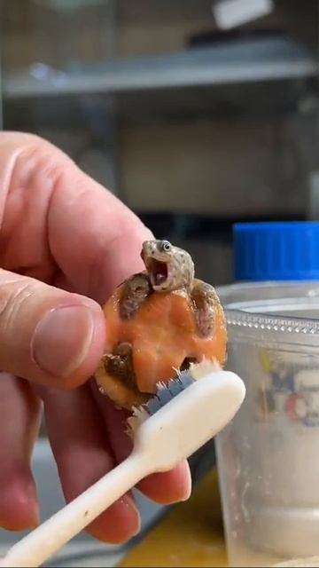 Черепашонку щекотно.