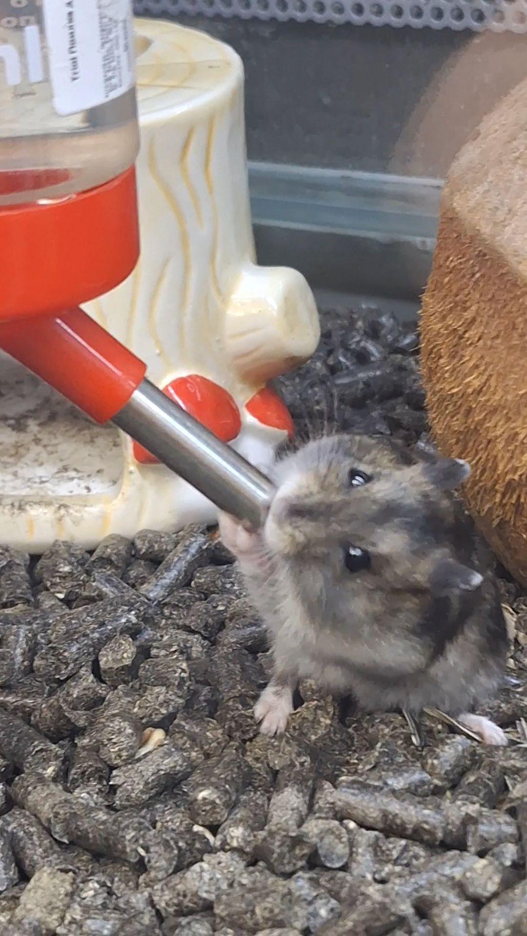 Поход с детьми в зоомагазин