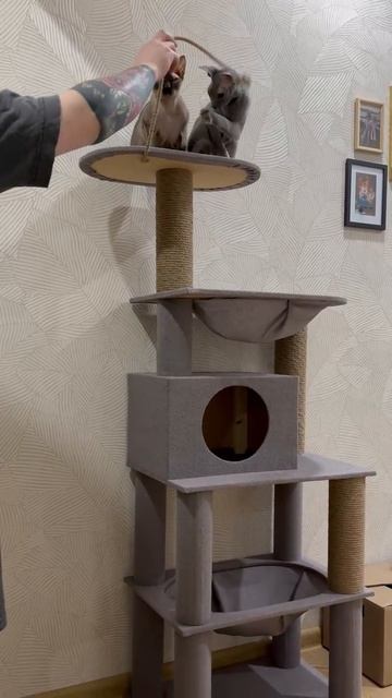 Кошкин дом #сфинкс #петерболд #смешные_видео_кошки