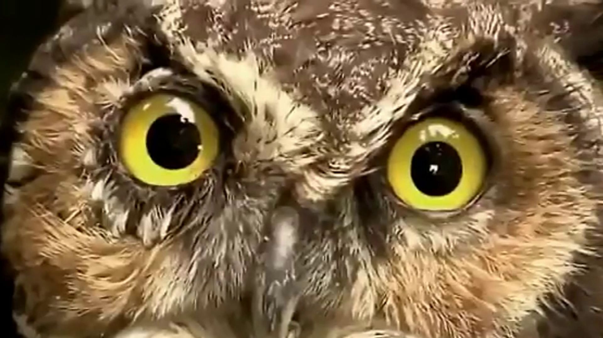 Юмор - " Не занимайтесь сексом в лесу "