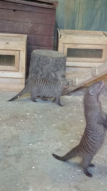 В мире животных. Выпуск 33