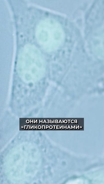 🐟❄️ Почему рыбы не замерзают подо льдом