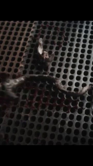 Начало противостояния! #shorts #фэнтези #экранизация #ДжорджМартин #Батиста #Йовович #премьера2025