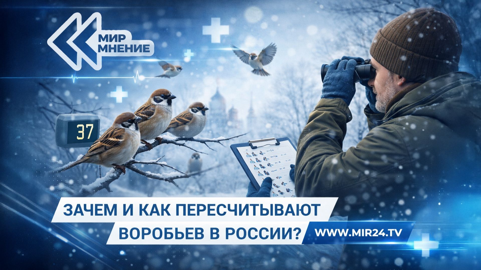 Перепись воробьев в России. Кто, как и зачем считает птичек?