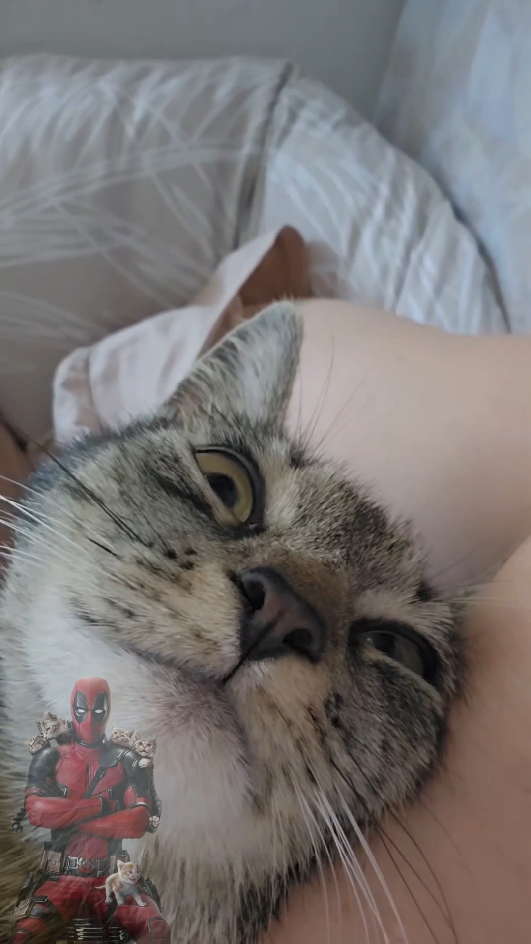 Без кота и жизнь не та 😼🫶😎