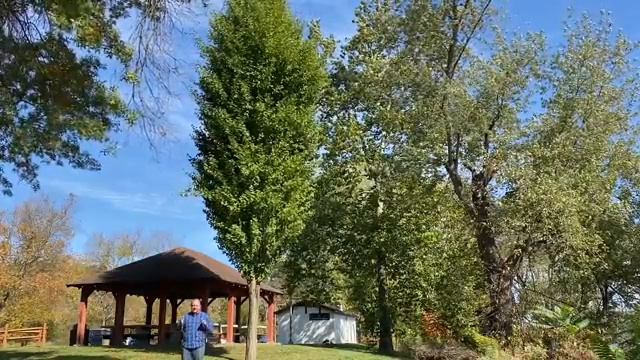 Гинкго 'Grindstone'