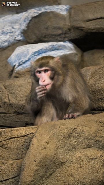 Кайко что-то поел и уснул. Японские макаки. Новосибирский зоопарк