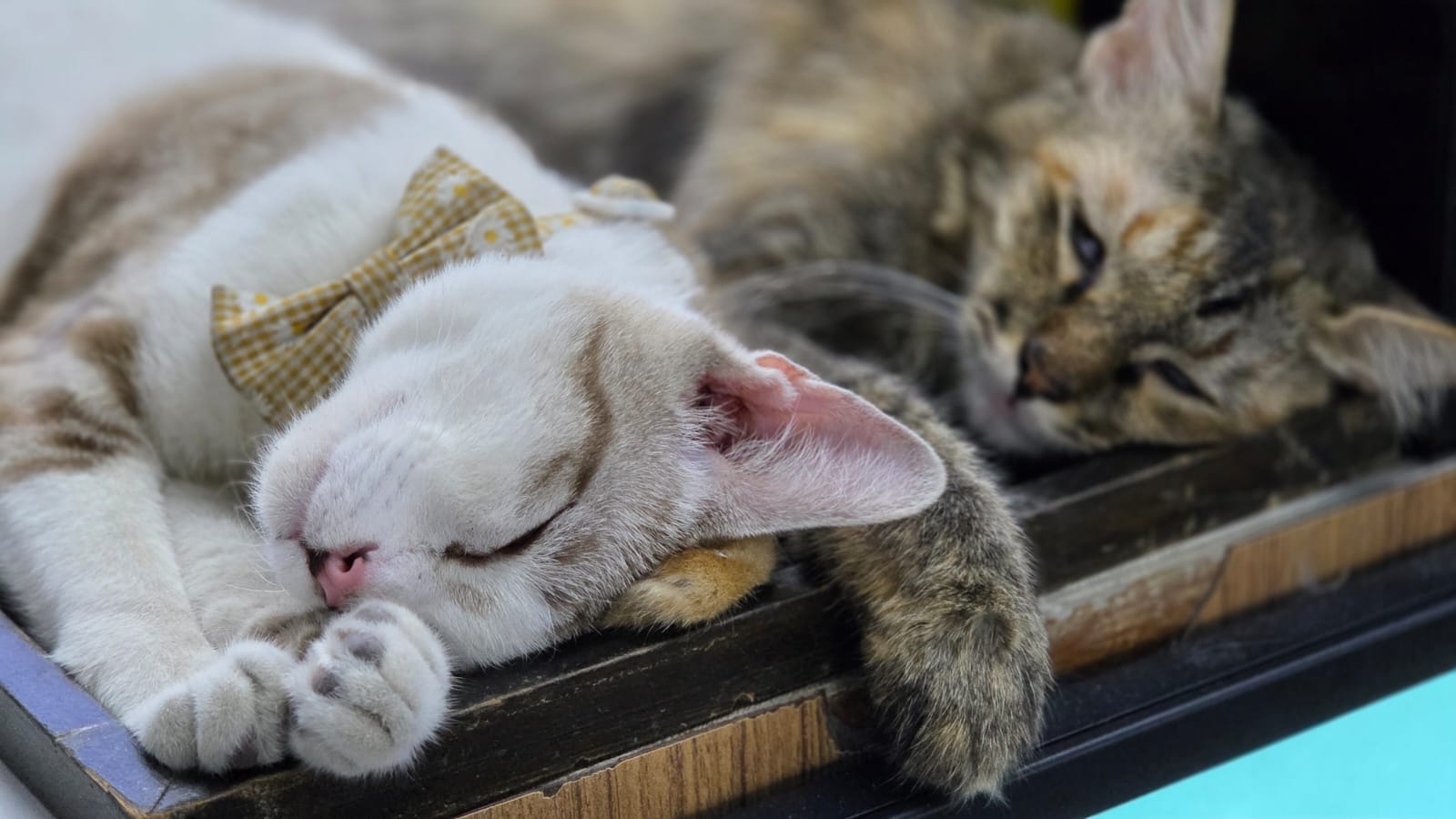 Коты на острове Ко Липе. 10-02-2026