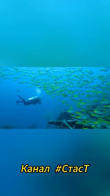 Подводный мир