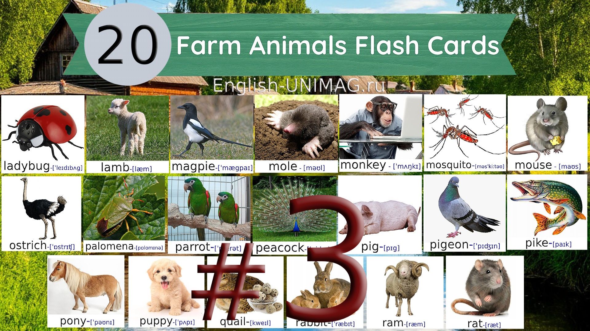 Комплект №3 аудио видео карточек "Farm Animals". Словарный запас, прокачка аудирования, говорения
