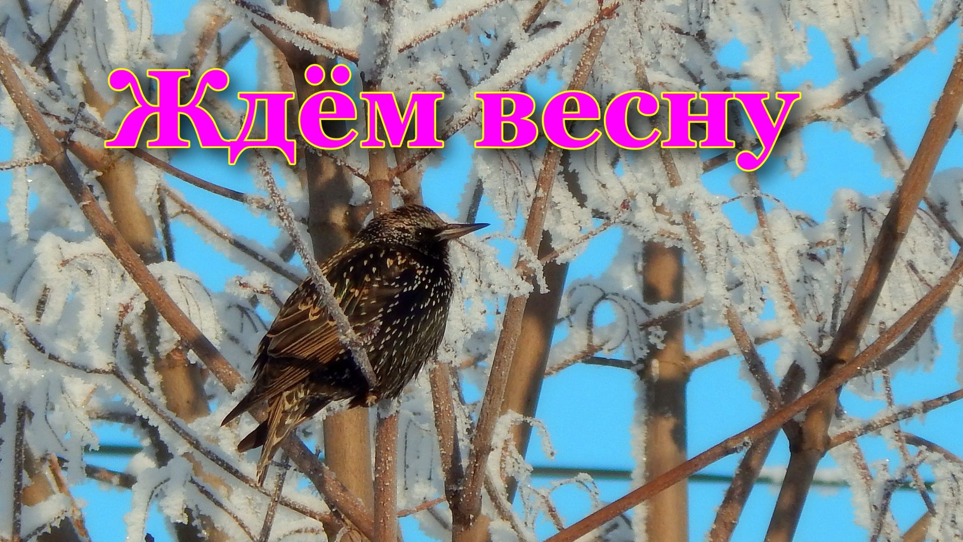 Надо строить скворечник упрямому скворцу