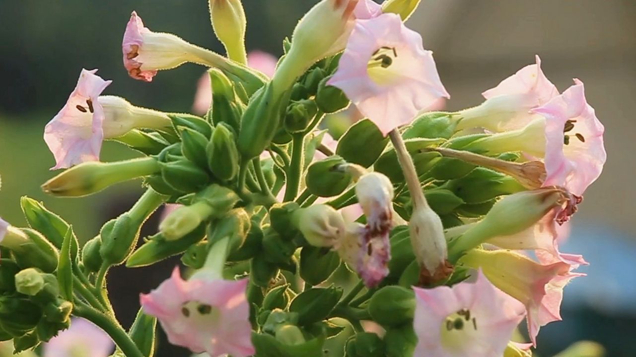 РЕЗКА И ФЕРМЕНТАЦИЯ ТАБАЧНОГО ЛИСТА  - 10 ЛЕТ НАЗАД: ОСВОЕНИЕ ТЕХНОЛОГИИ «Сады порока» 1 сез. 4 сер.