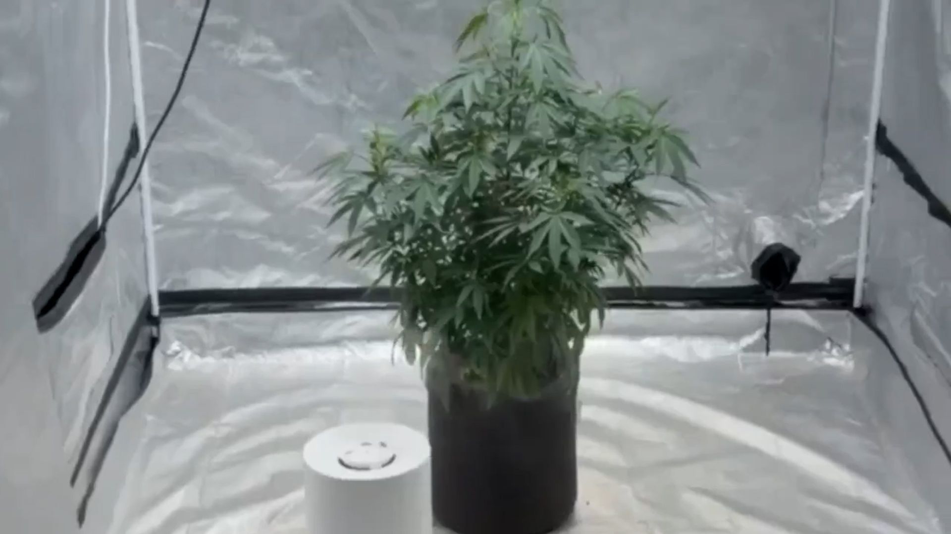 Дом для конопли