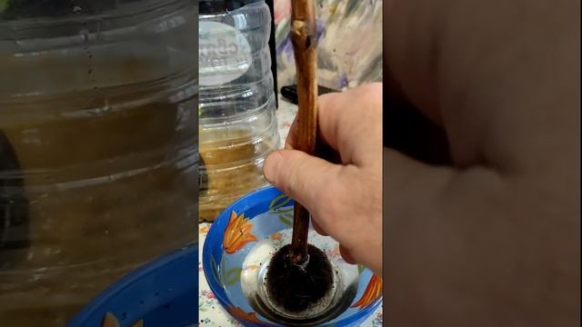 Укоренение черенков винограда на 100% за 15 дней