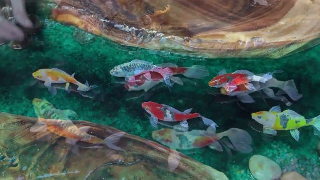 Удивительный столик для Кои из Дерева и Эпоксидной Смолы