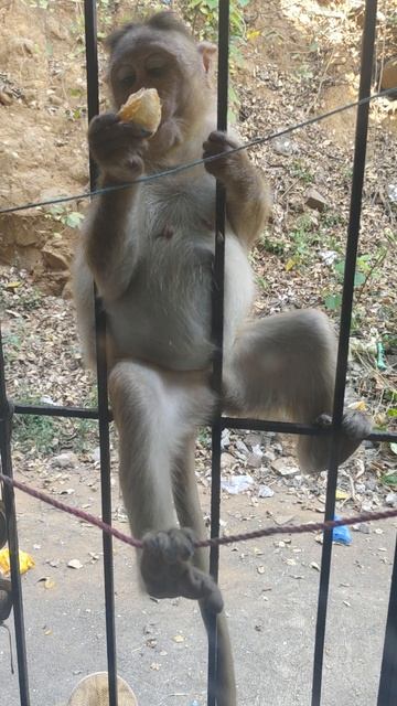 Обожаю мартышек