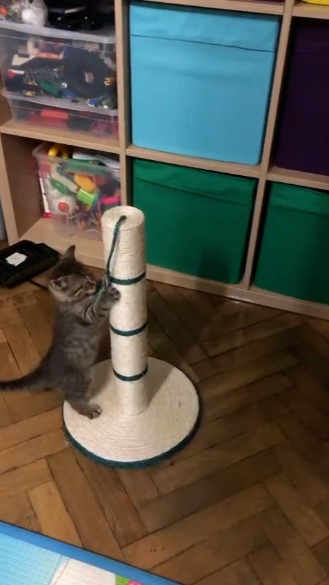 Маленький игрун