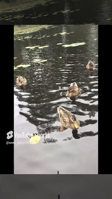 Ленобласть. Старица Вуоксы. 02.09.2024. Рыбалка на поплавочную удочку плотвы