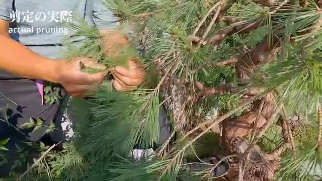 Ниваки из сосны N1