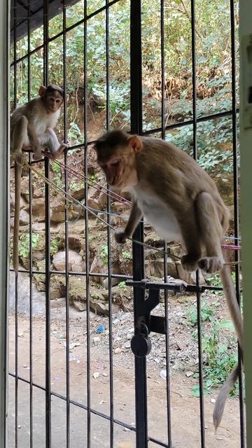 Братья наши меньшие, но сильнейшие