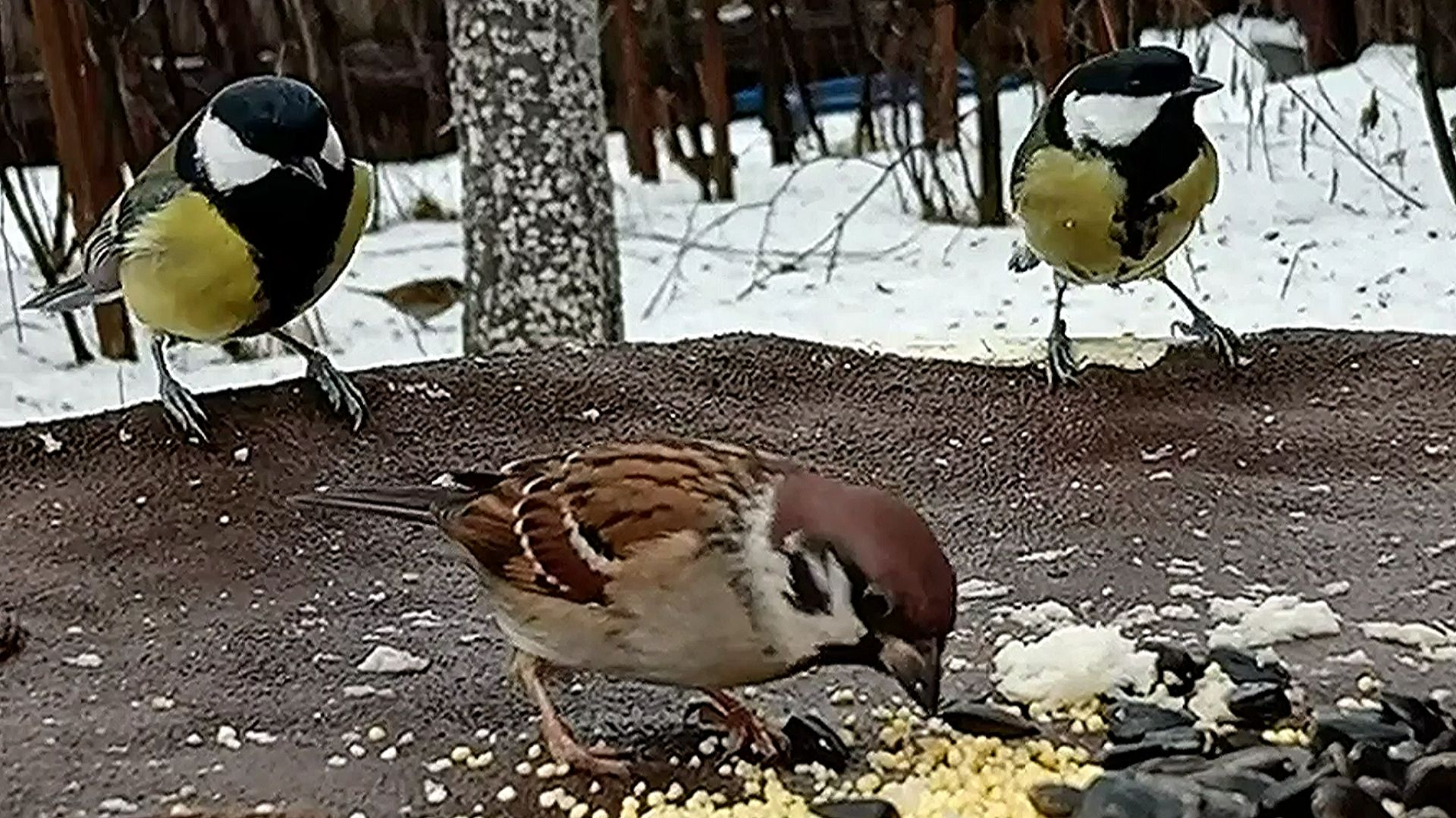Воробьи и Синицы прилетели на кормушку