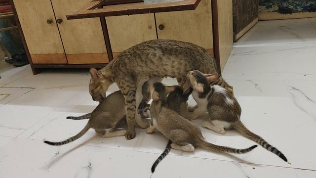 Милая кошачья семья