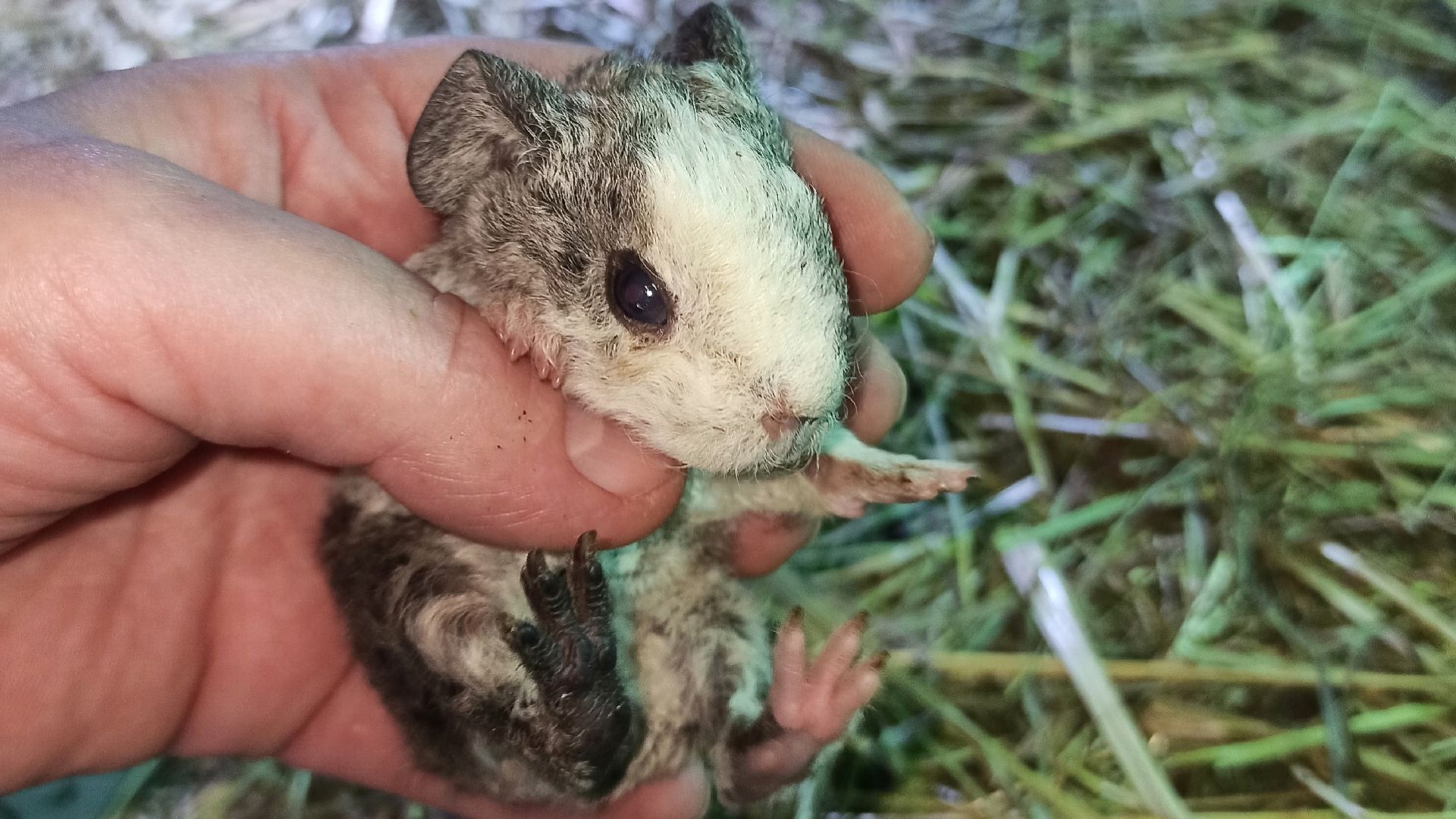 Возраст 1 сутки Никитос, Нефертити, Нафаня 10/02/26 #морские_свинки #американский_тедди