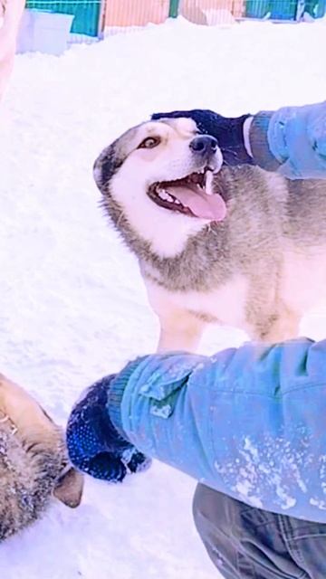 "Этим не делюсь!!!" ❥ Приют в Малинках #приютдляживотных