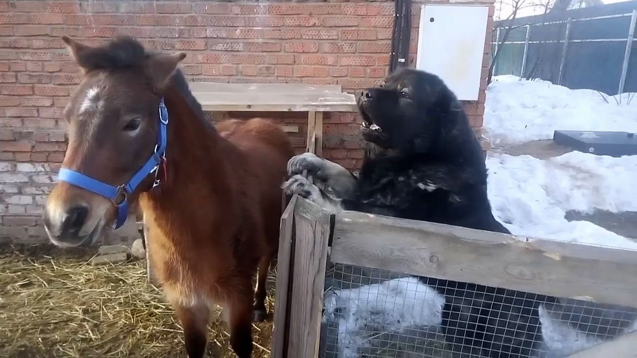 Не трогать руками! Это моя пони!