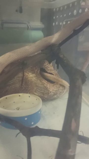 Карамелька. 8 февраля 2026 г.