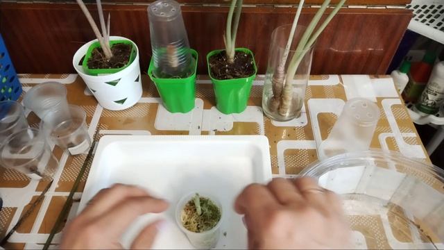 Алоказия, пересадка 😅