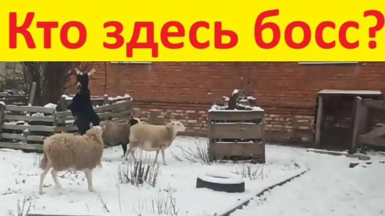 Козёл против барана