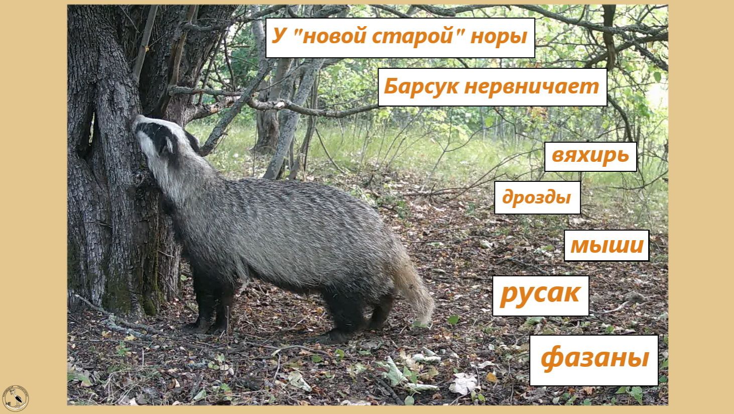 У новой норы. Барсук понервничал. Заяц, вяхирь, дрозды, мыши, фазаны. 17-30.05.25