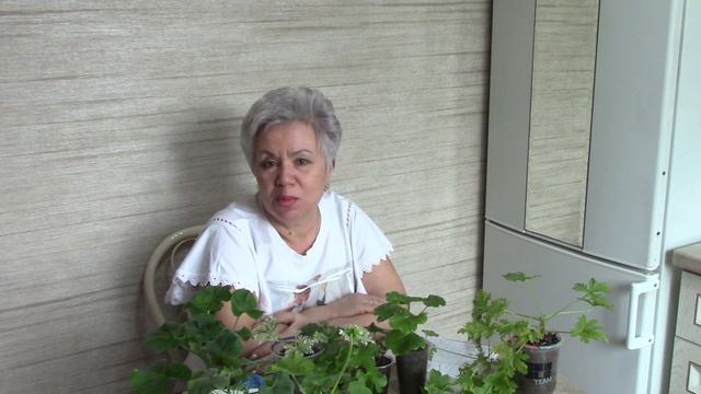 Капризы пеларгонии.