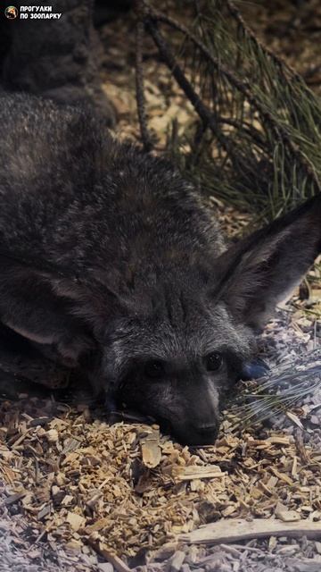 Большеухая лисица отдыхает. Новосибирский зоопарк