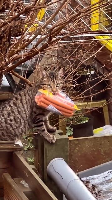 жизнь такая у кота