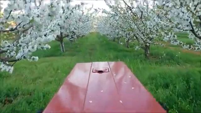 Обработка вишневых деревьев фунгицидом во время цветения