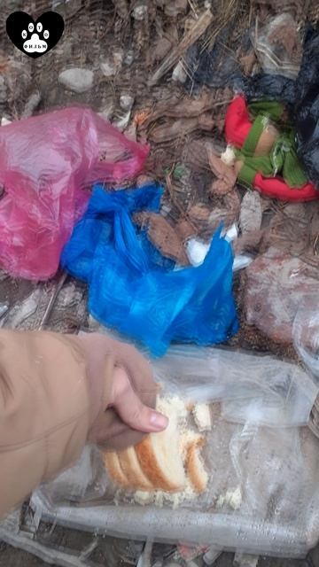 Щенок на мусорке