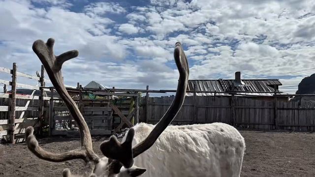 ТЕРИБЕРКА БИЗНЕС-КЭМП ROST100