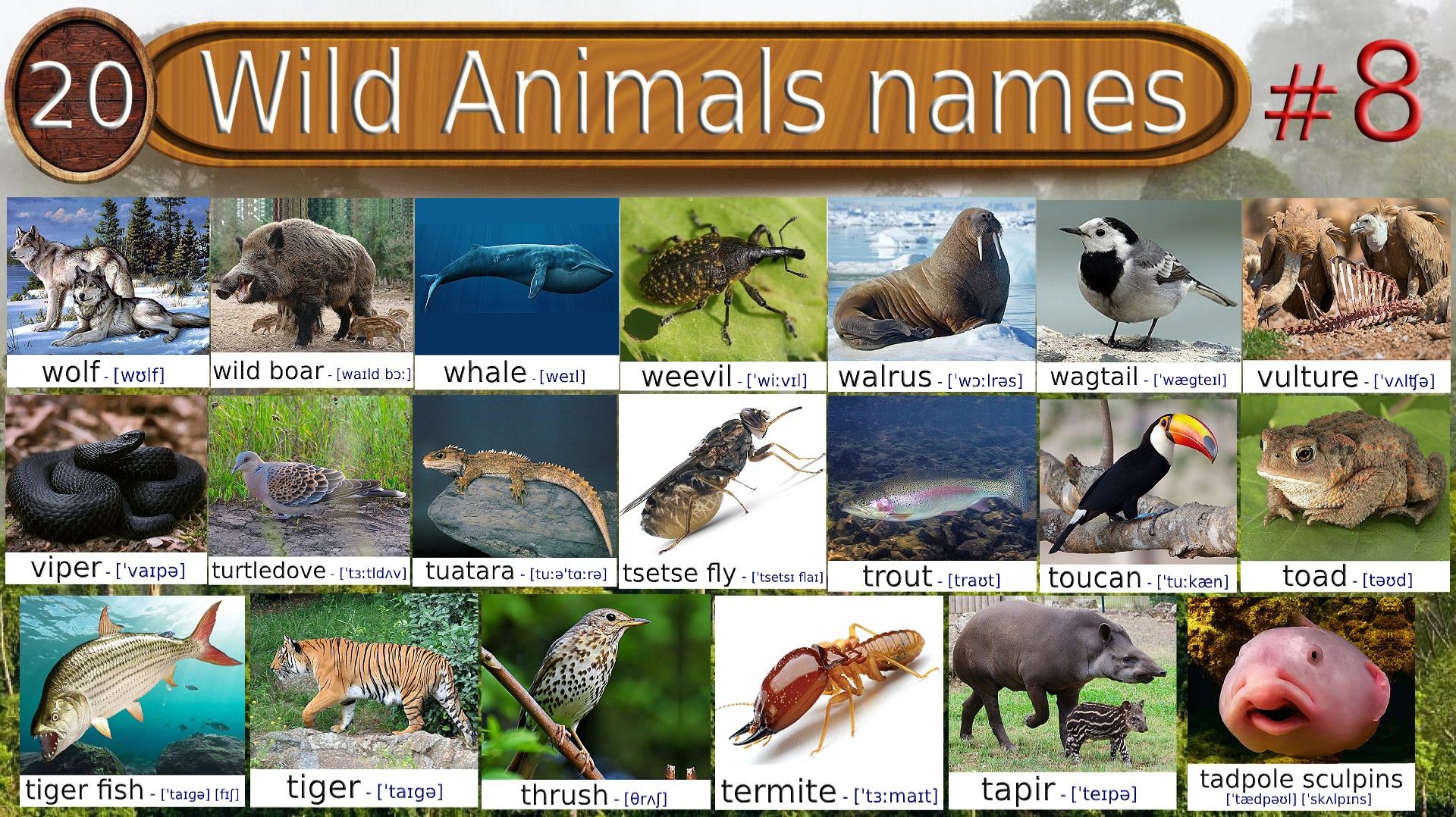 Комплект №8 видео флеш карточек "Wild Animals". Словарный запас, прокачка аудирования, говорения