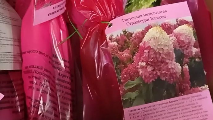 В Светофор привезли семена, саженцы роз и гортензий