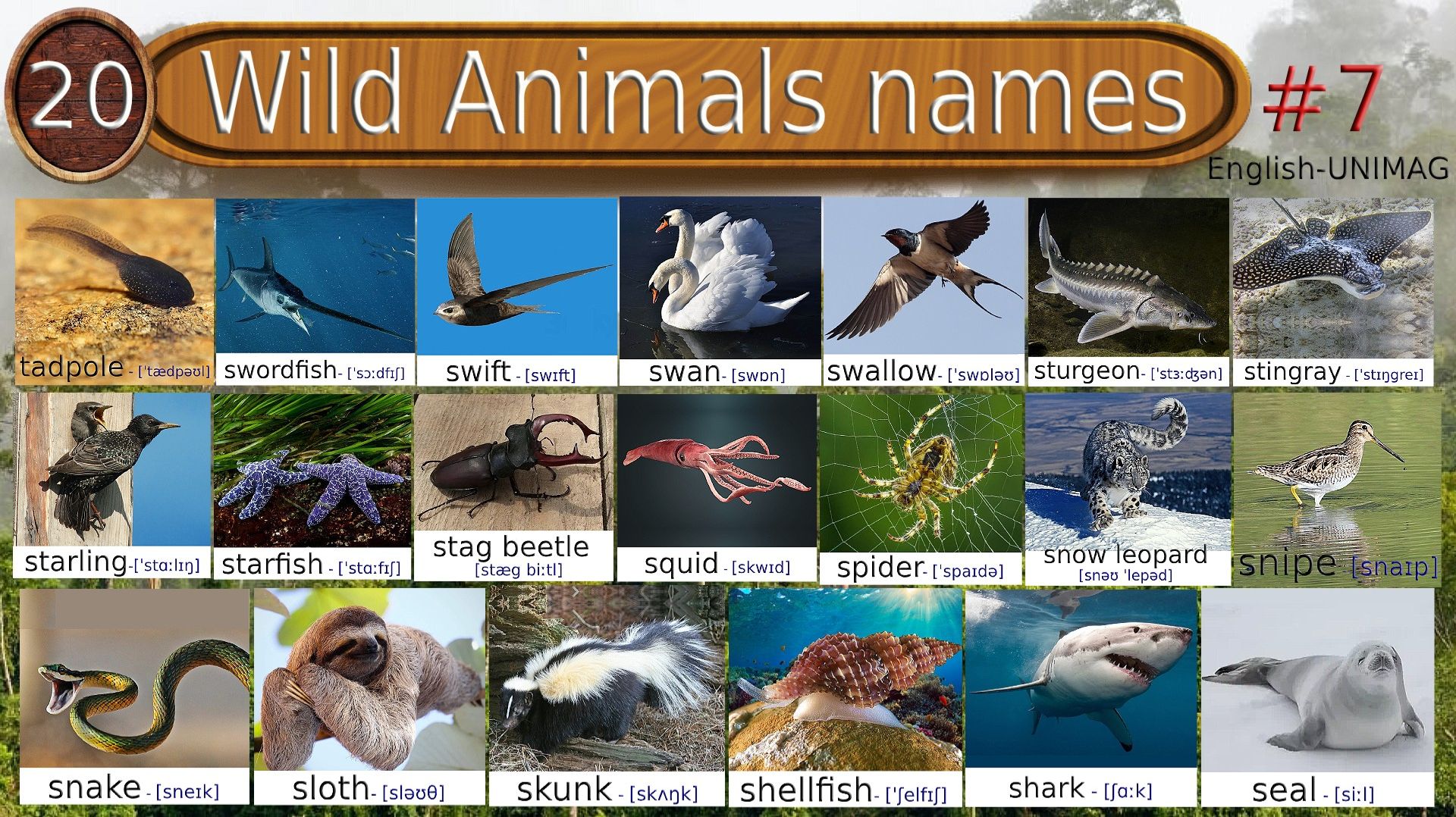 Комплект №7 аудио видео карточек "Wild Animals". Словарный запас, прокачка аудирования, говорения